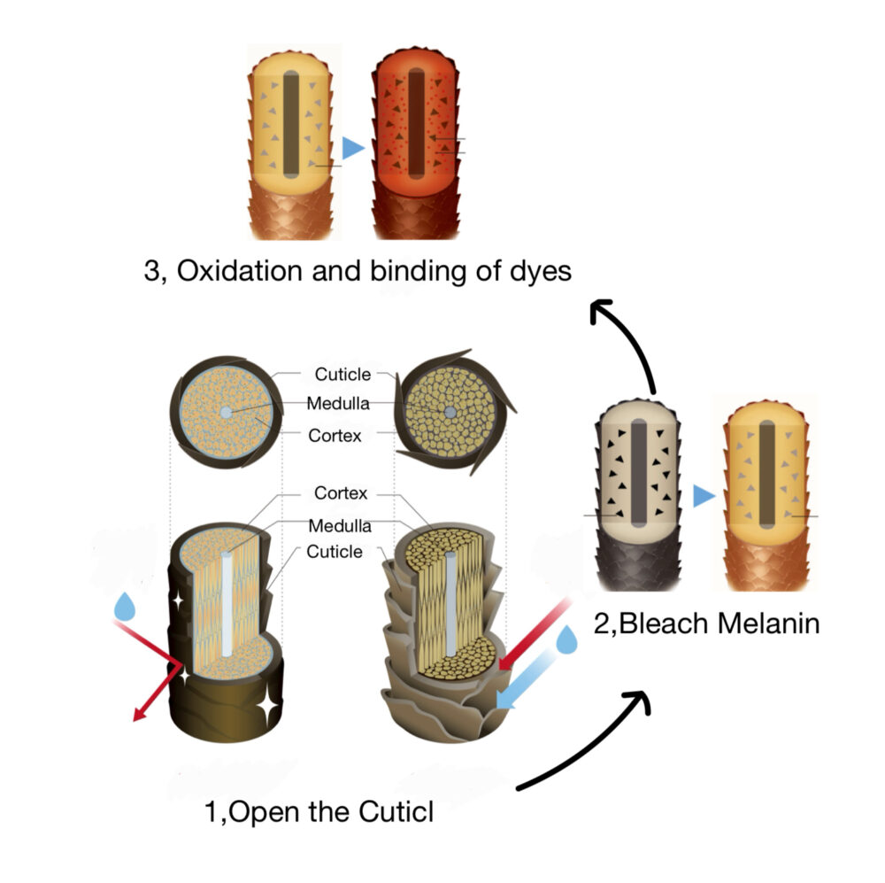 Vol.38 Tailored Hair by Aki : Color Edition-Mechanism of Hair Coloring ...